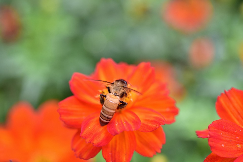 Abejas Y Flores Naranjas Macro - Foto gratis en Pixabay - Pixabay
