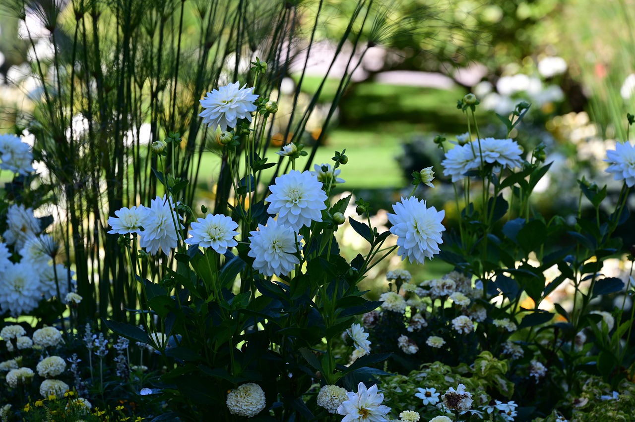 Natureza Jardim Plantas - Foto gratuita no Pixabay - Pixabay