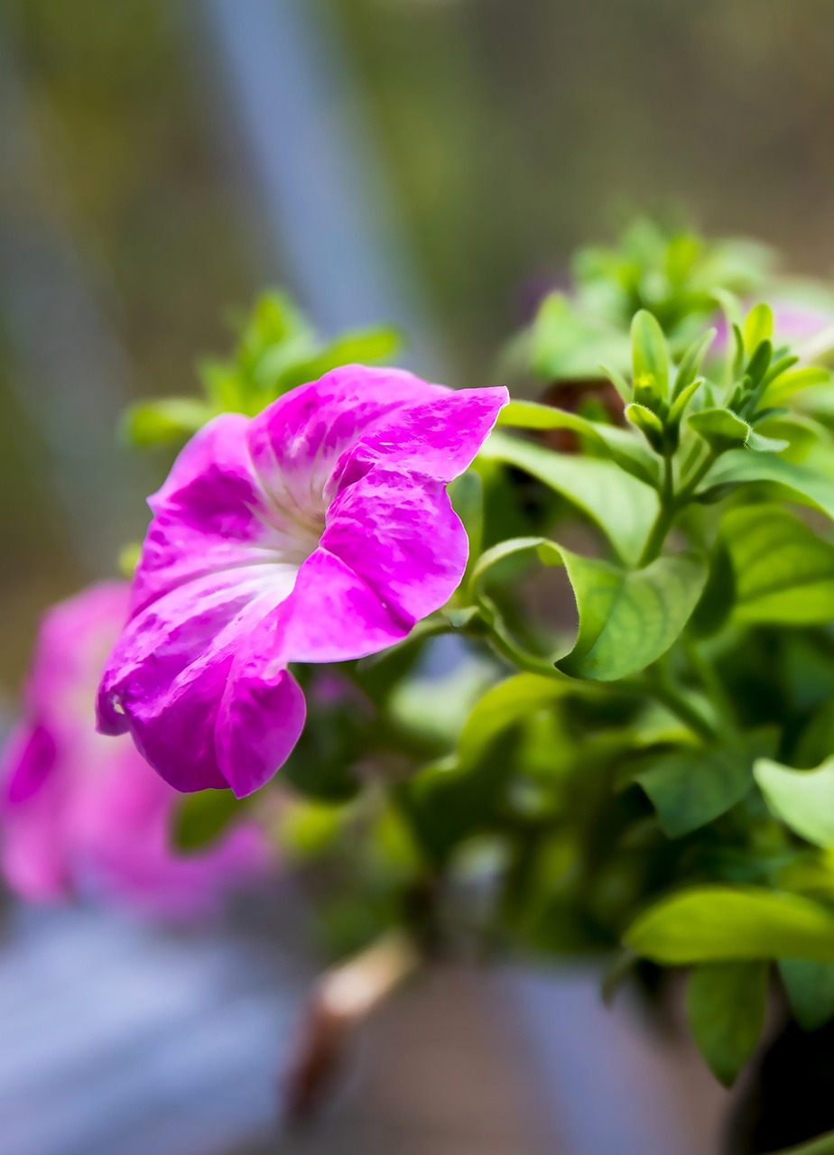 Flower Bloom Blossom - Free photo on Pixabay