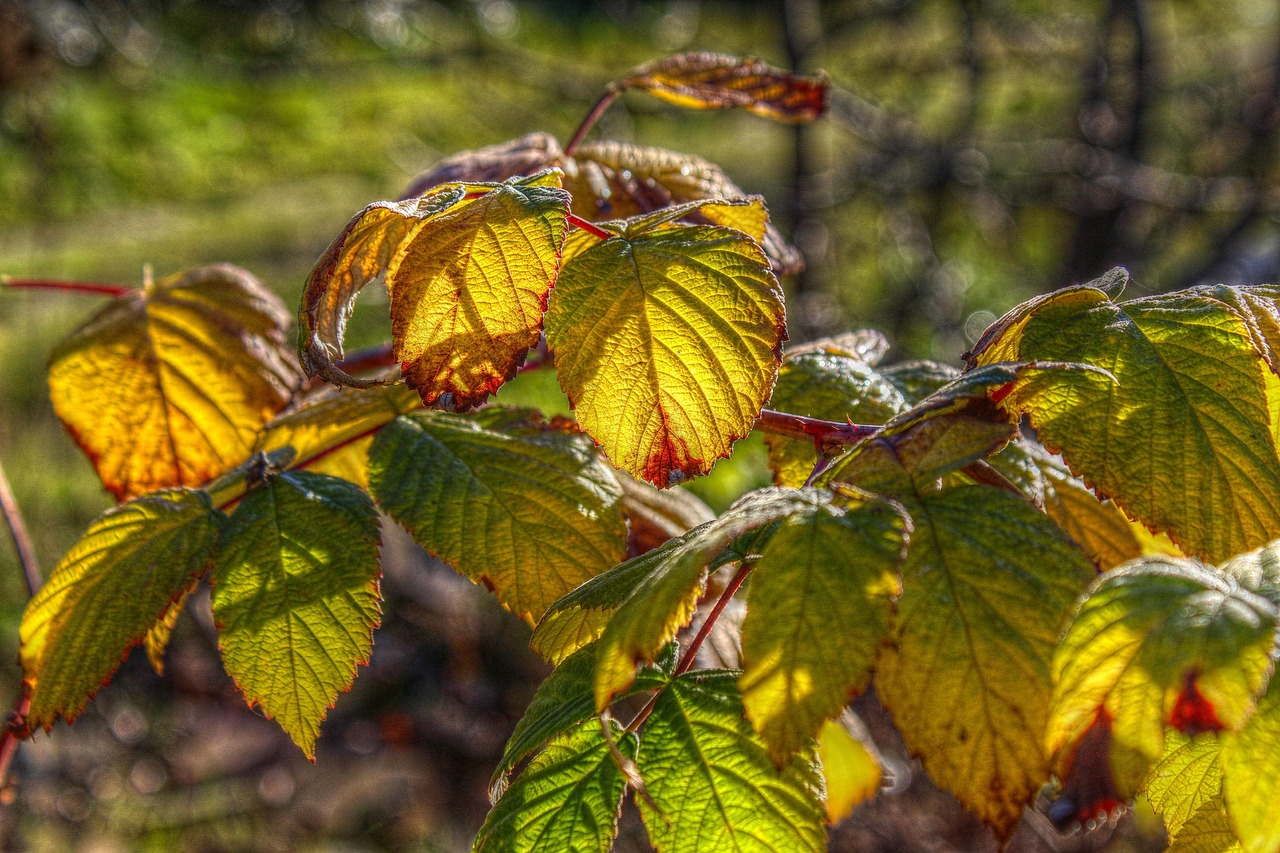 Folhas Outono Planta - Foto gratuita no Pixabay - Pixabay