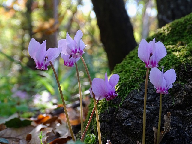 Ciclamino Bosco - Free photo on Pixabay