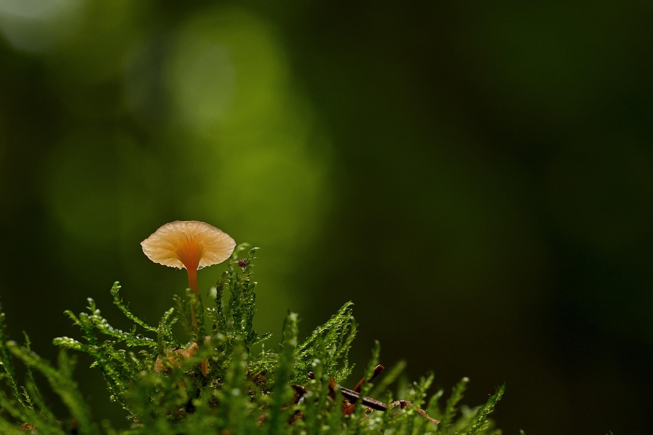 Mushroom Disc Fungus Moss - Free photo on Pixabay - Pixabay