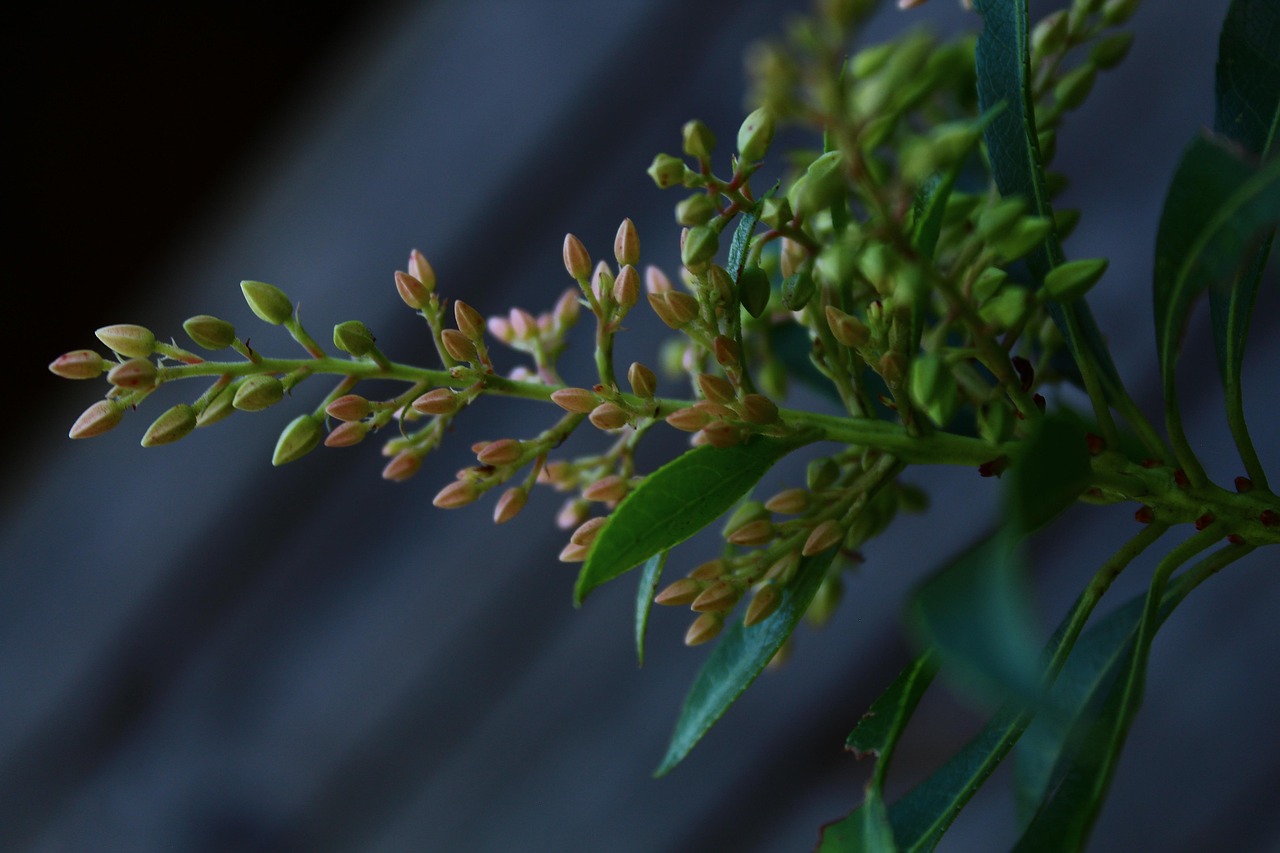 Nature Flore Plantes - Photo gratuite sur Pixabay - Pixabay