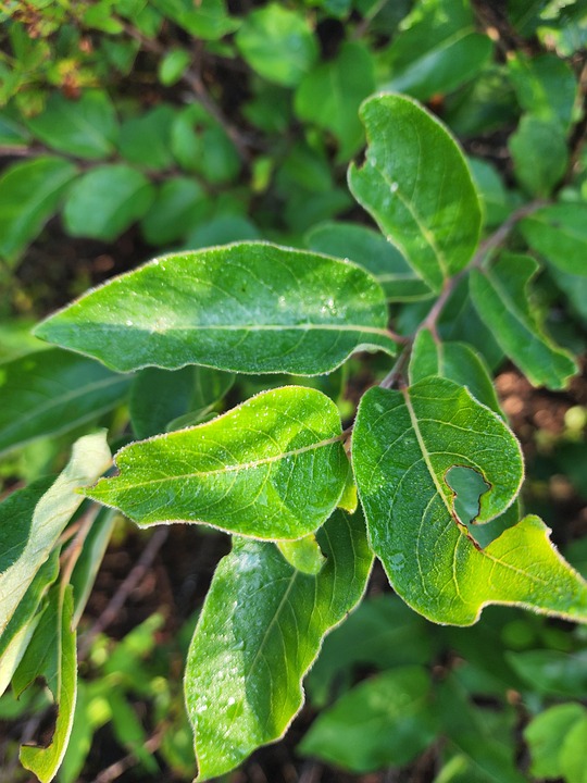 Leaves Nature Landscape - Free photo on Pixabay