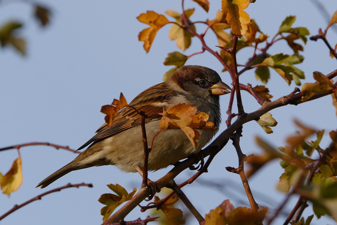 Bird Sparrow Autumn - Free photo on Pixabay