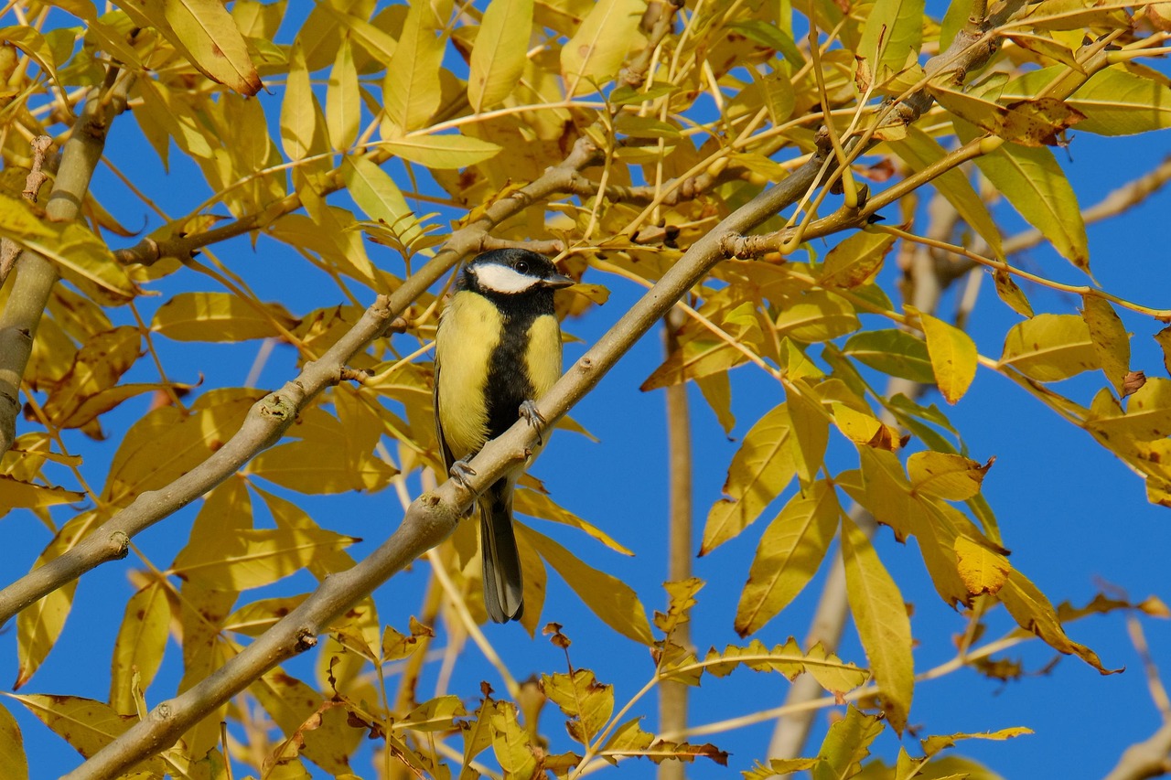 Bird Great Tit Free Photo On Pixabay
