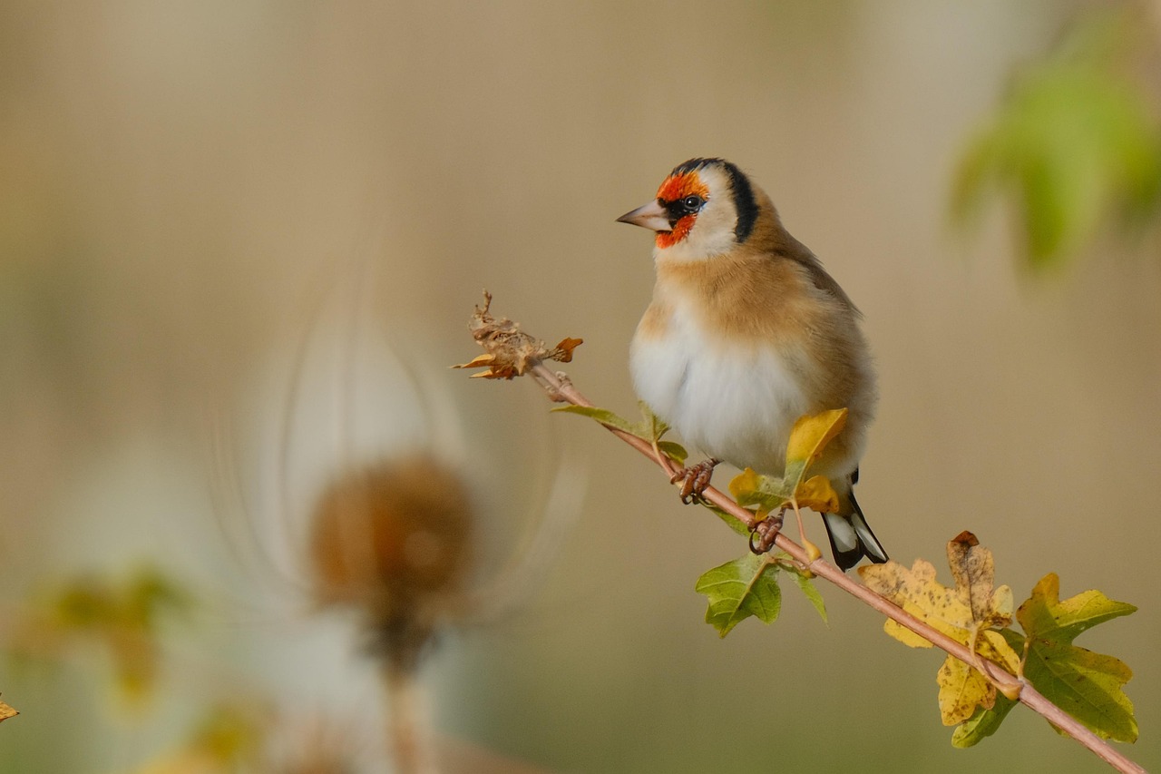 Bird Leaves Goldfinch - Free photo on Pixabay - Pixabay