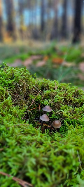 Mousse Forêt Nature - Photo gratuite sur Pixabay - Pixabay