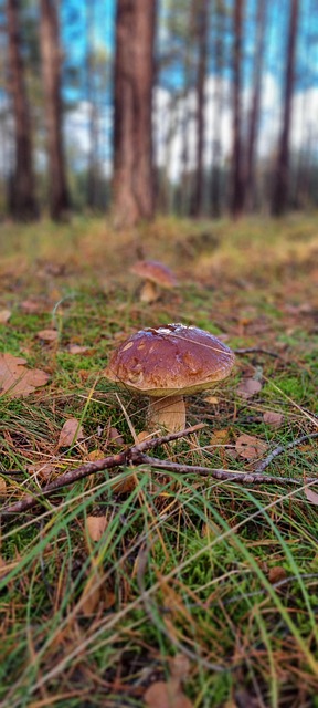 Forêt Champignons Tombe - Photo gratuite sur Pixabay - Pixabay