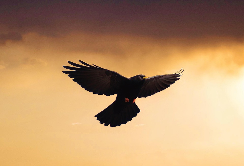 Bird Flying Mountain Jackdaw - Free photo on Pixabay
