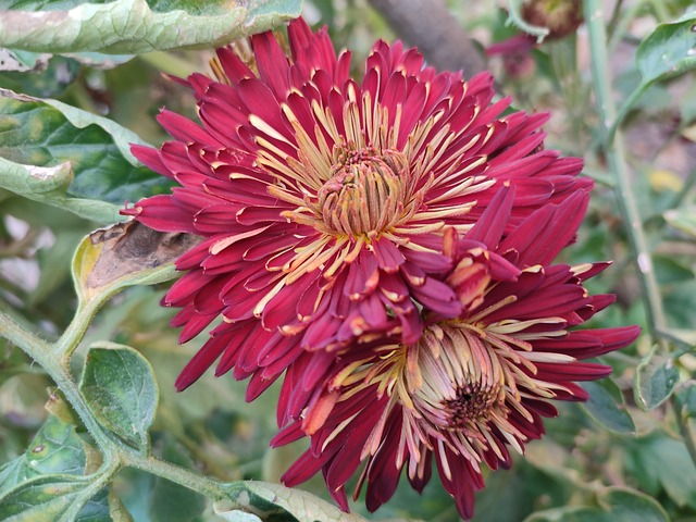 Flower Red Yellow - Free photo on Pixabay - Pixabay