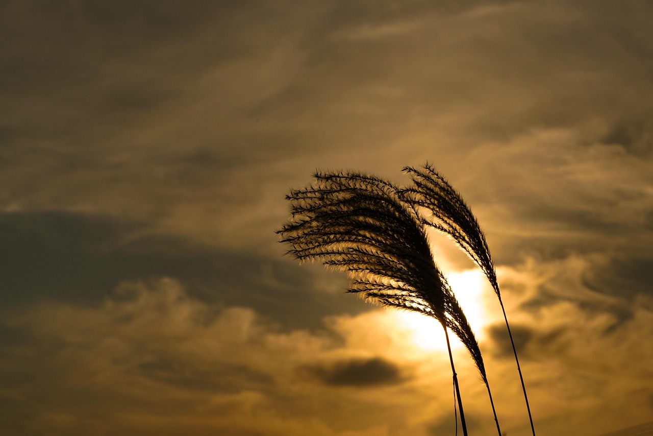 Silver Grass Riverside Reed - Free photo on Pixabay - Pixabay