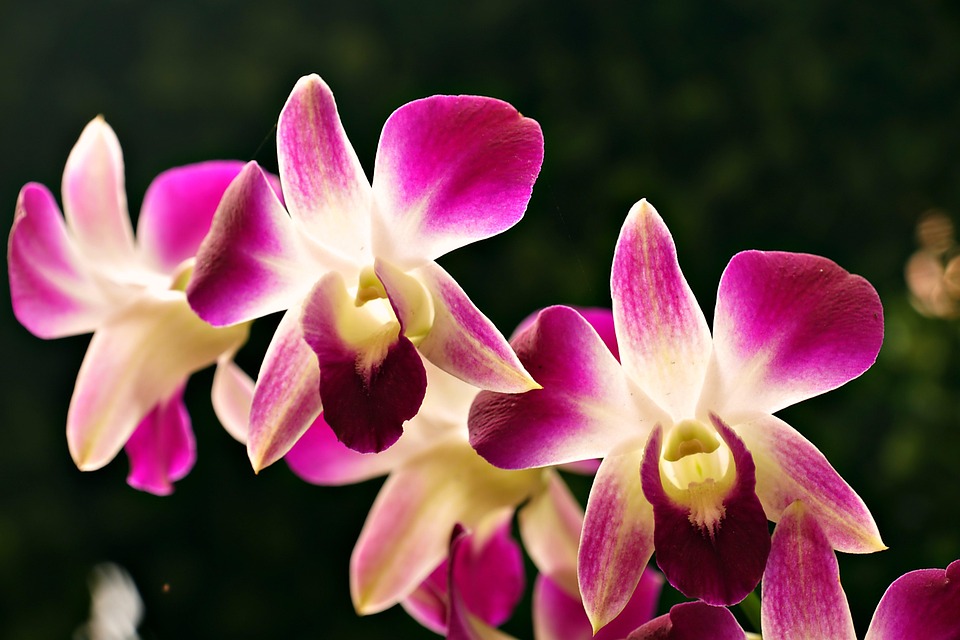 Orchids Dendrobium Flower - Free photo on Pixabay