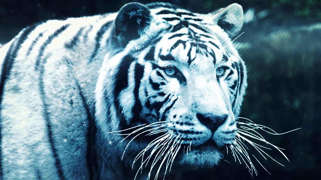 Tiger Wild Cat Animal - Free photo on Pixabay - Pixabay