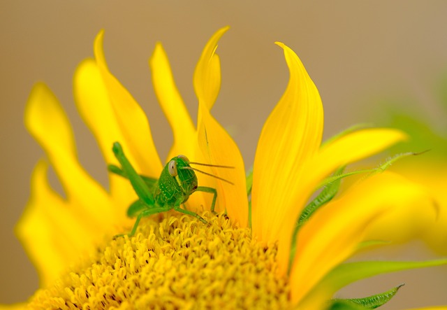 2,000+ Free Grasshopper & Insect Images - Pixabay