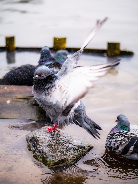 Pombo Pássaro Parque - Foto gratuita no Pixabay - Pixabay