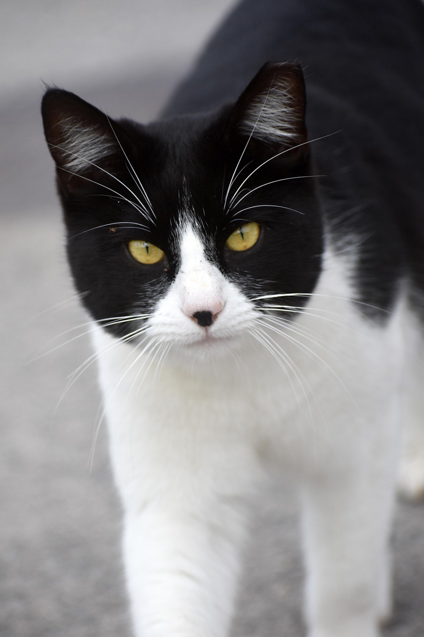 Cat Pet Animal - Free photo on Pixabay