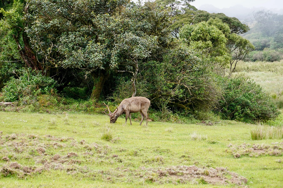 Natural Photo Nature Wildlife - Free photo on Pixabay