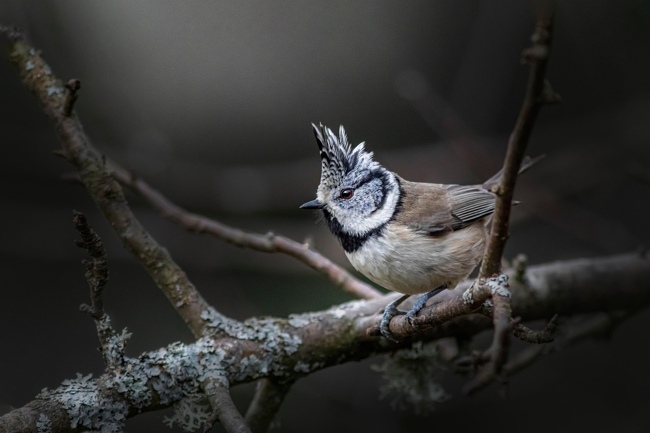 100,000+ Free Small Bird & Bird Images - Pixabay