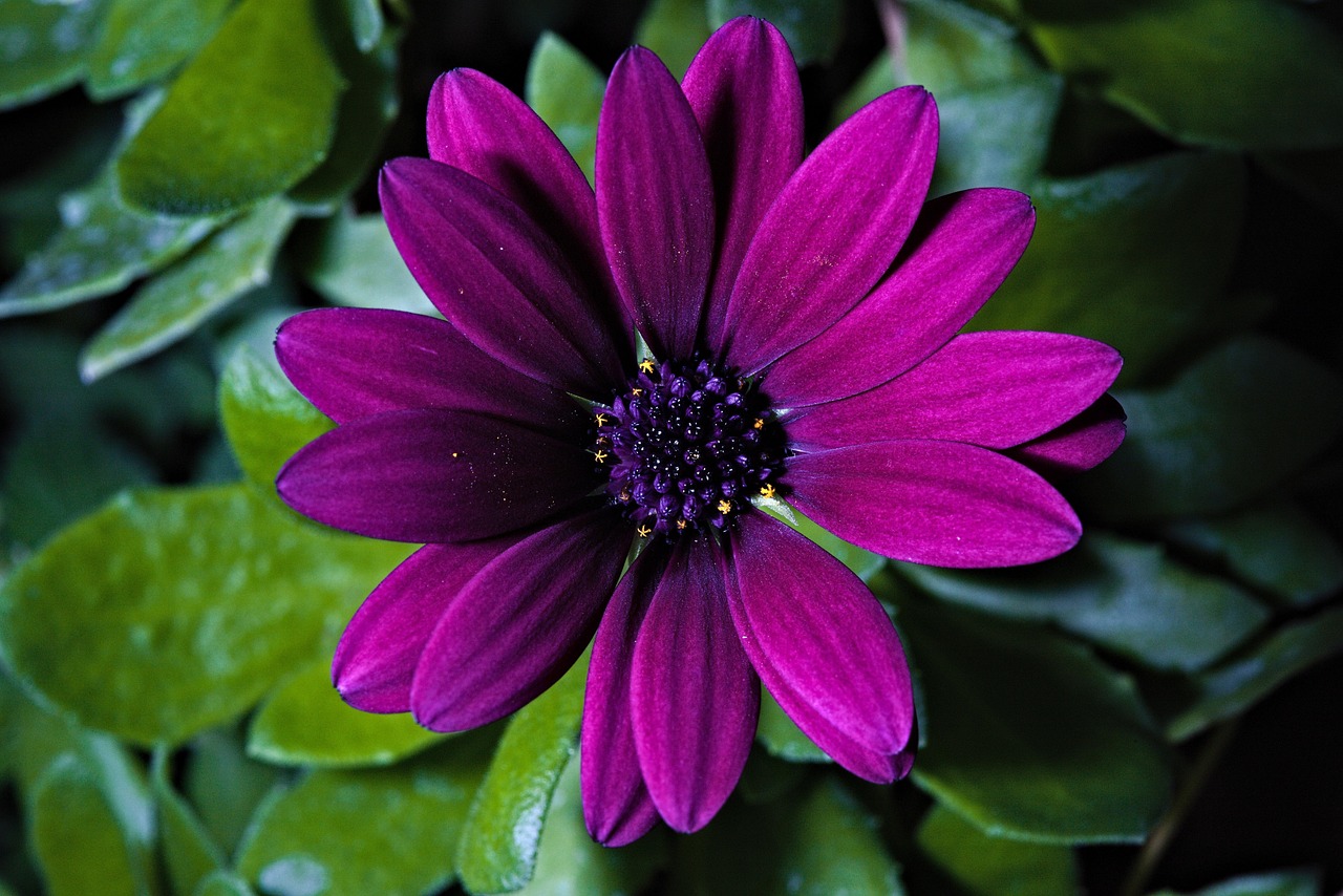 Cape Marguerite Flower Plant - Free photo on Pixabay - Pixabay