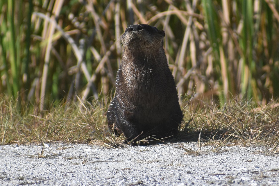 Otter Animal Wildlife - Free photo on Pixabay