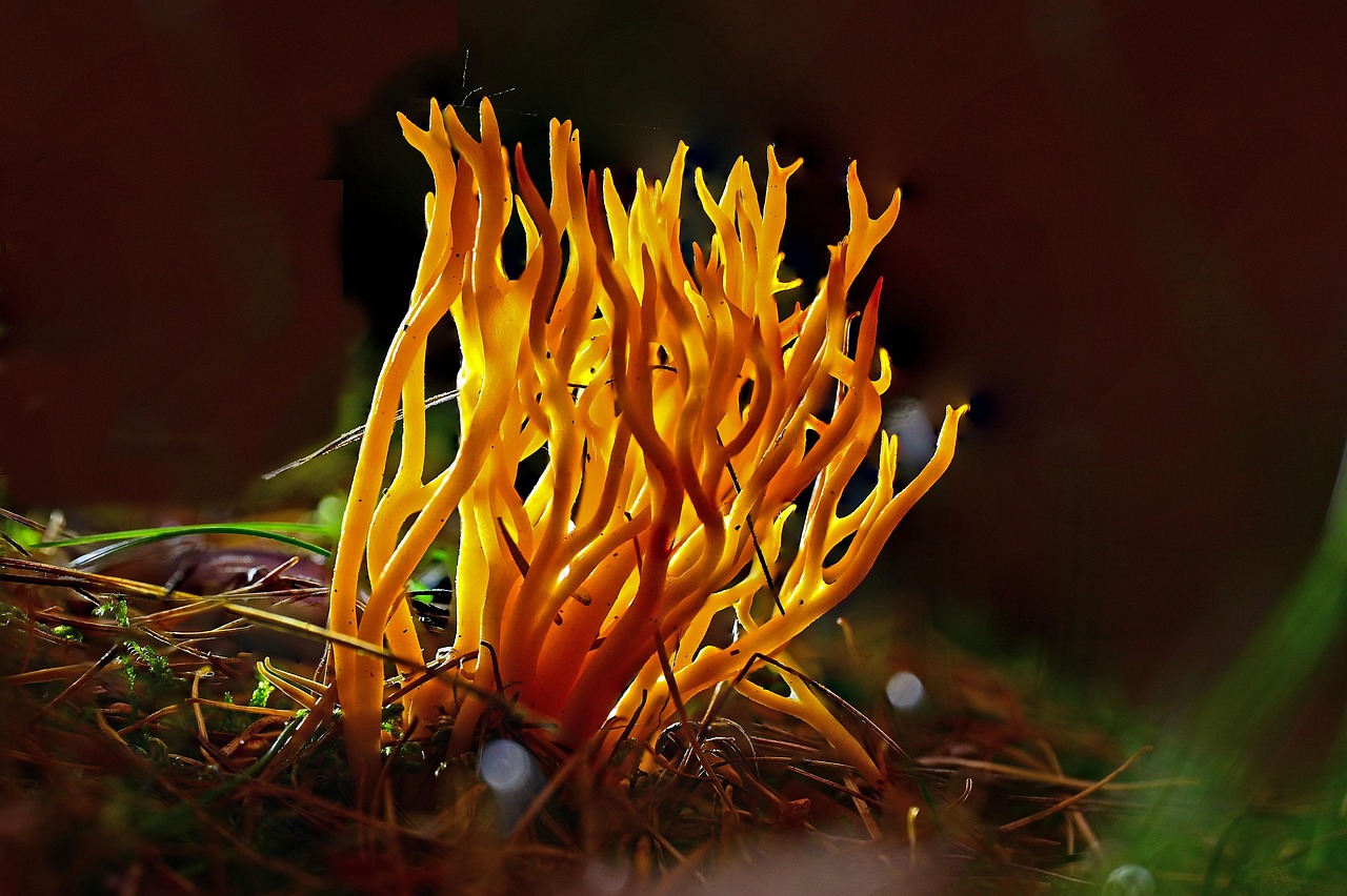 Mushroom Fall Forest Floor - Free photo on Pixabay