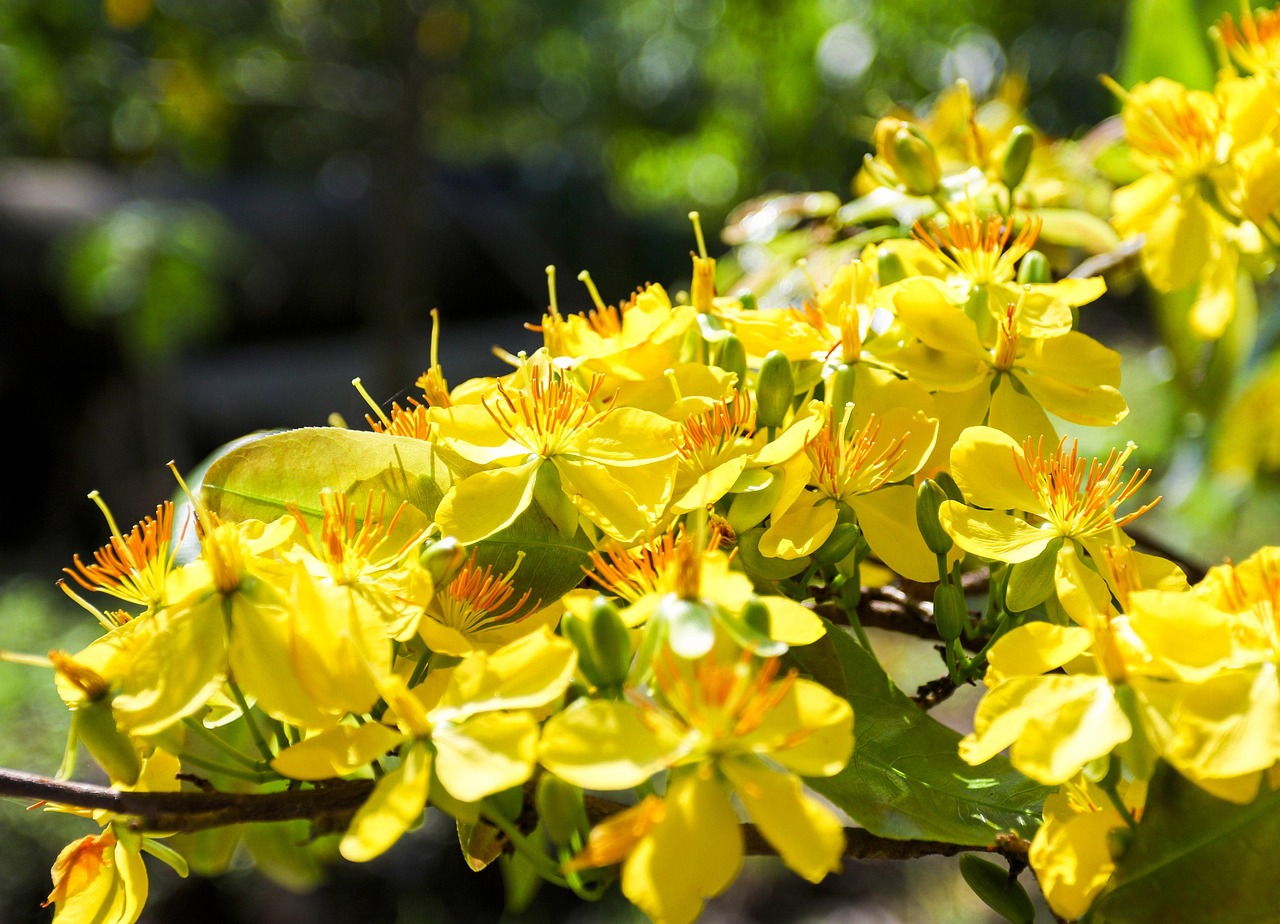 Flowers Garden Bloom - Free photo on Pixabay