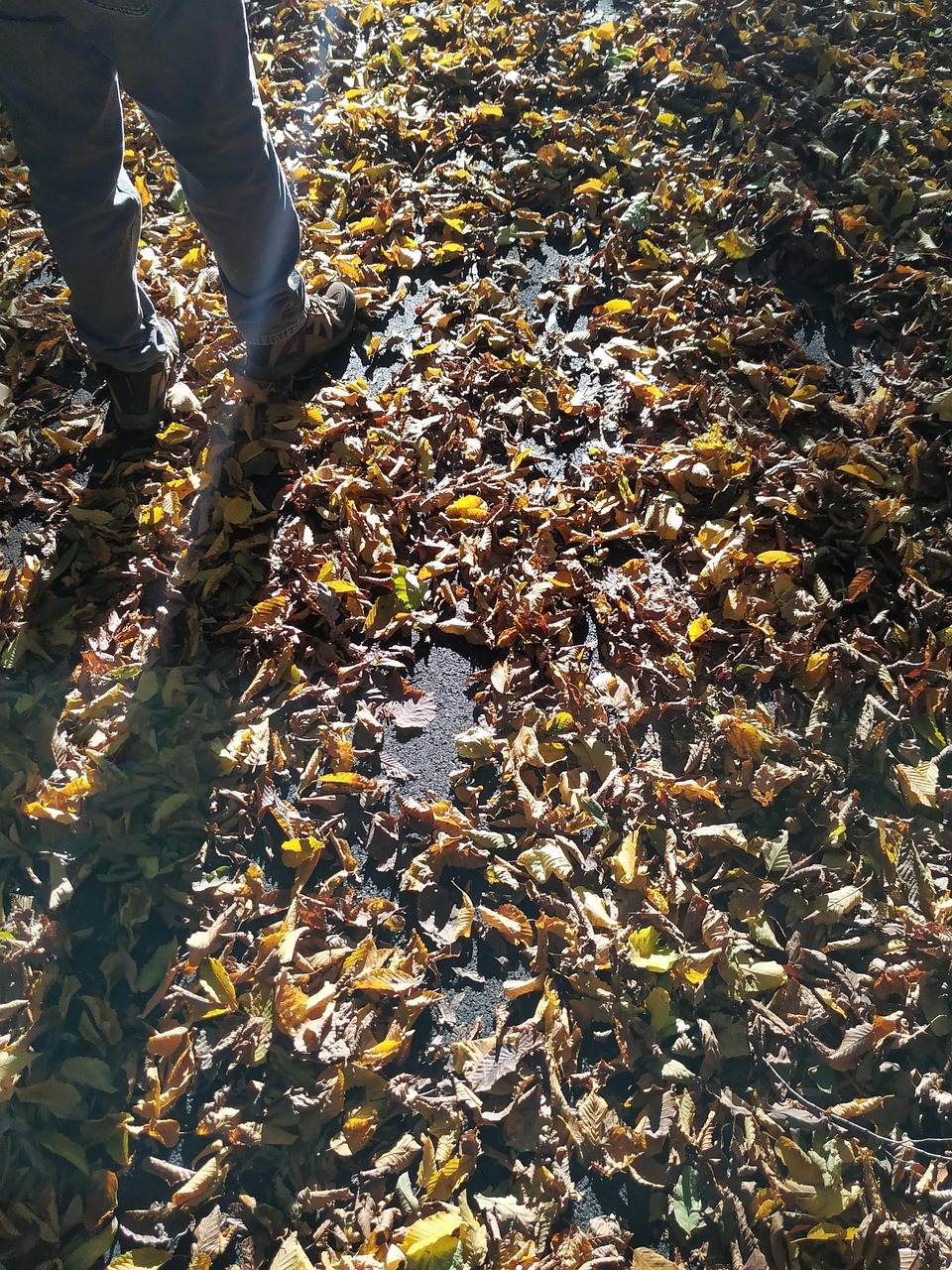 Legs Autumn Leaves - Free photo on Pixabay