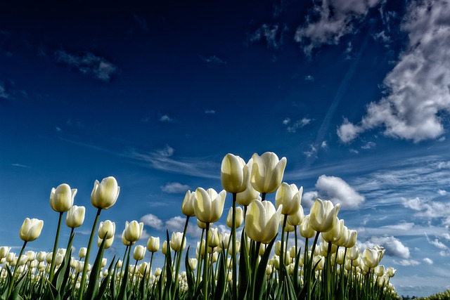 Tulpen Blumen Feld Weiße - Kostenloses Foto auf Pixabay