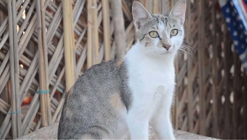 Beautiful Cat From Southern Iraq - Ingyenes fotó a Pixabay-en - Pixabay