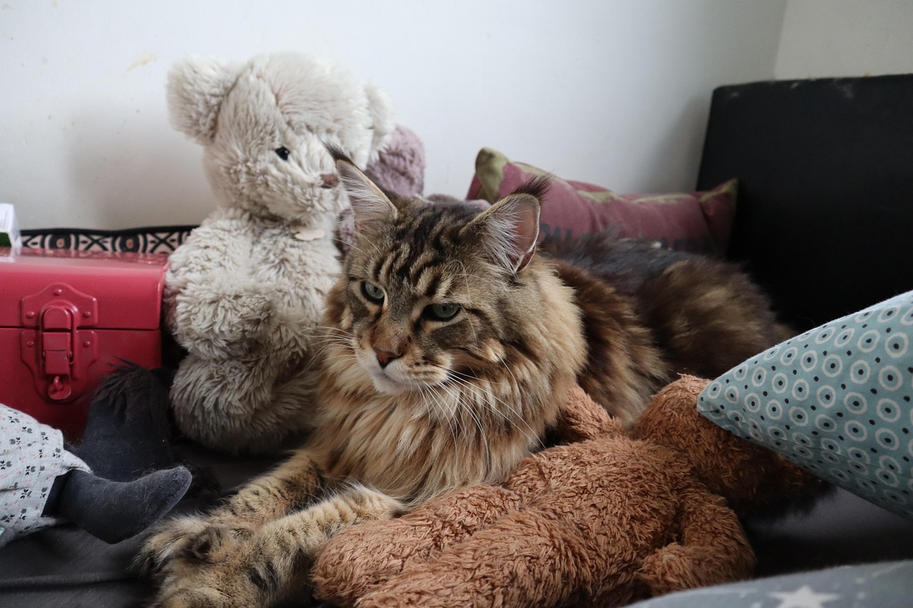 Cat Big Candy - Free photo on Pixabay - Pixabay