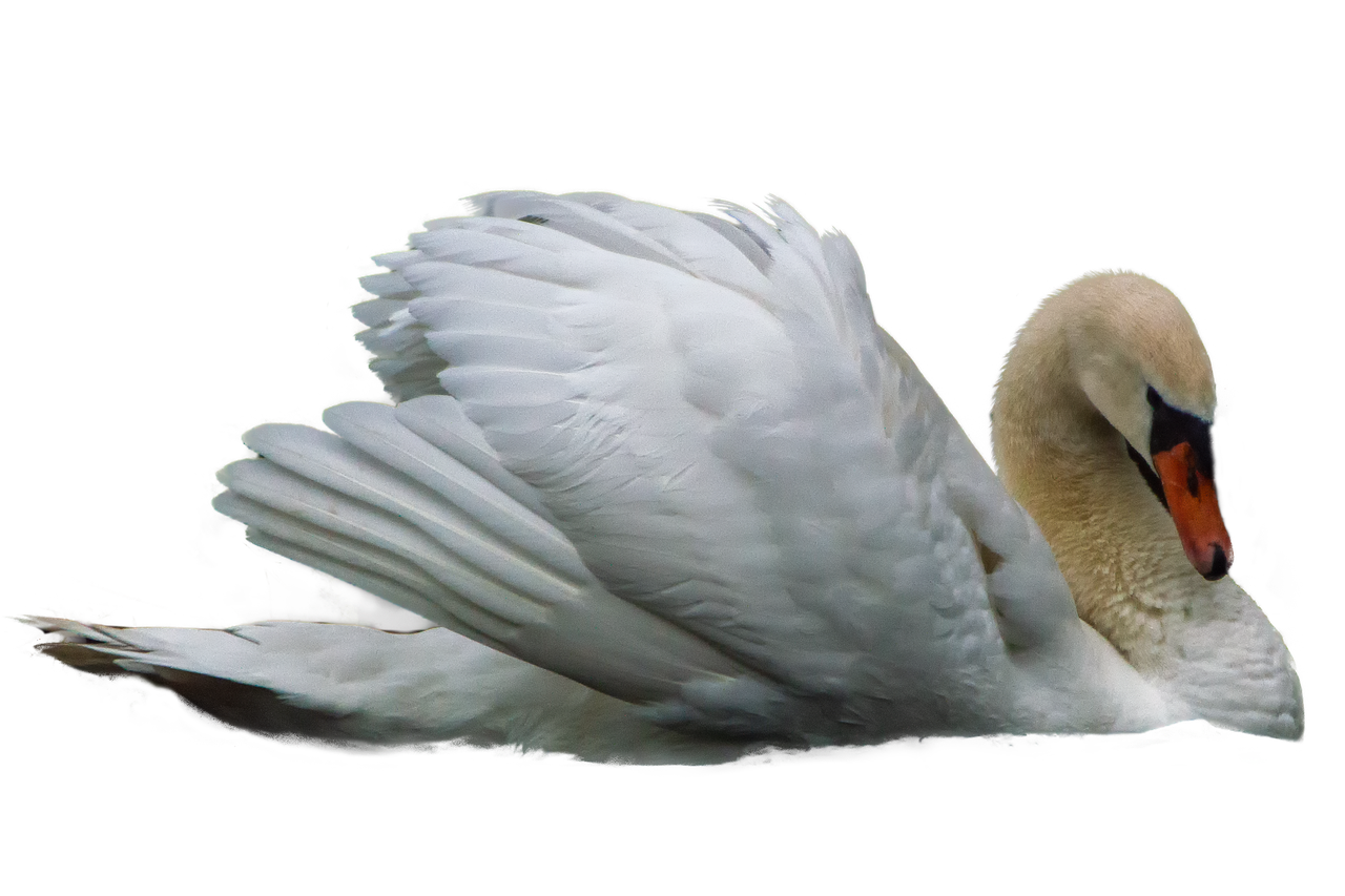 Download Swan, Animal, Wildlife. Royalty-Free Stock Illustration Image ...