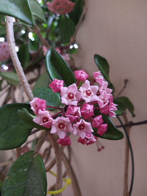 Wax Flower Nature Flowers Exotic - Free photo on Pixabay - Pixabay