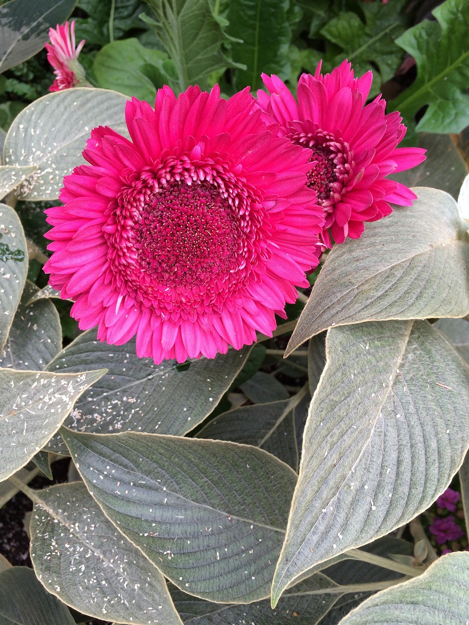 Margarida Gerber - Foto gratuita no Pixabay - Pixabay