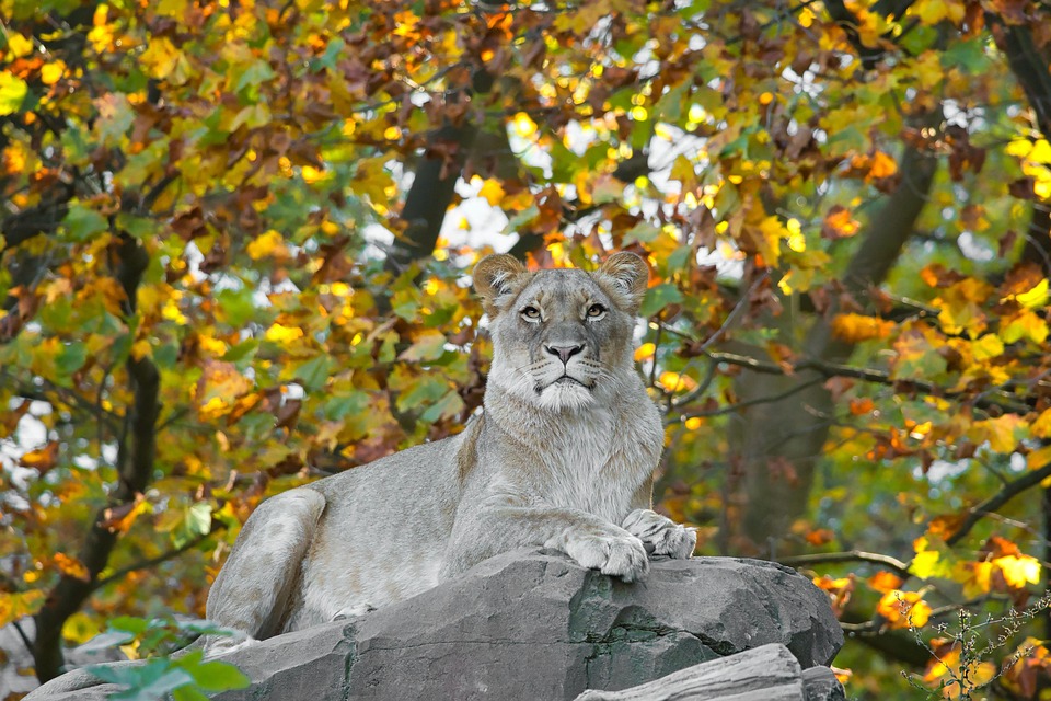 Lioness Wildlife Zoo - Free photo on Pixabay