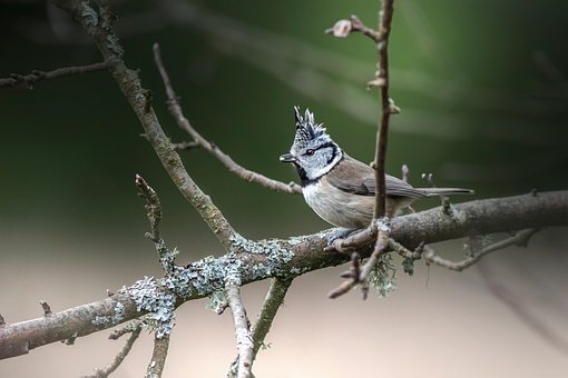 50+ Free Tit Crested & Crested Tit Images - Pixabay