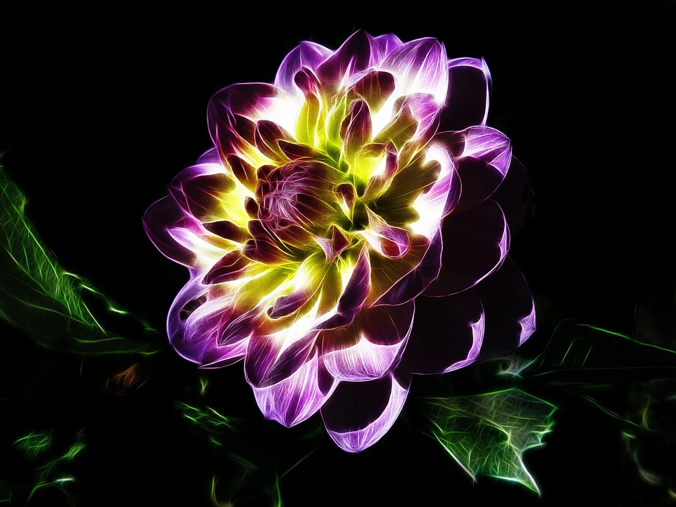 Dahlia Bunga Fraktalius - Foto gratis di Pixabay
