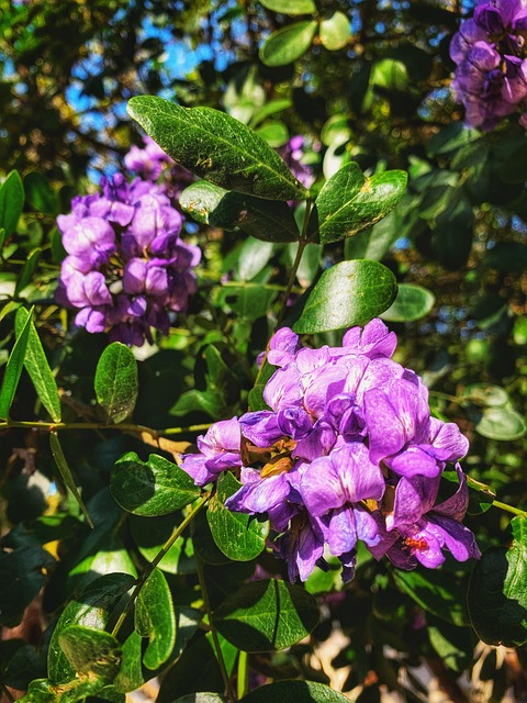 Mountain Laurel Flower - Free photo on Pixabay - Pixabay