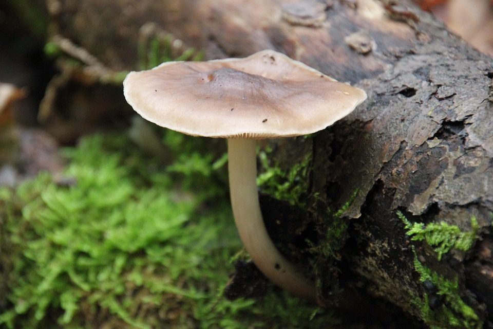 Mushroom Tree Forest - Free photo on Pixabay