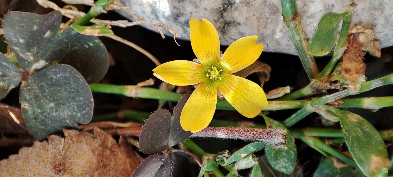 Plant Flora Botany - Free photo on Pixabay - Pixabay