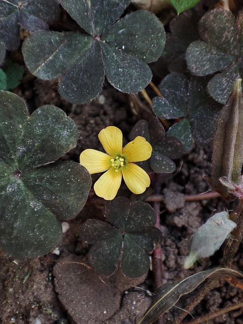 Planta Flora Botánica - Foto gratis en Pixabay - Pixabay