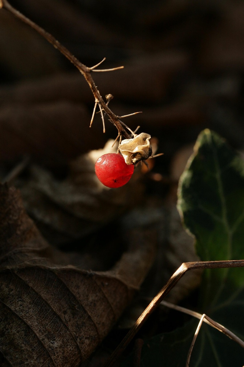 Frutos Silvestres Baga Planta - Foto gratuita no Pixabay - Pixabay