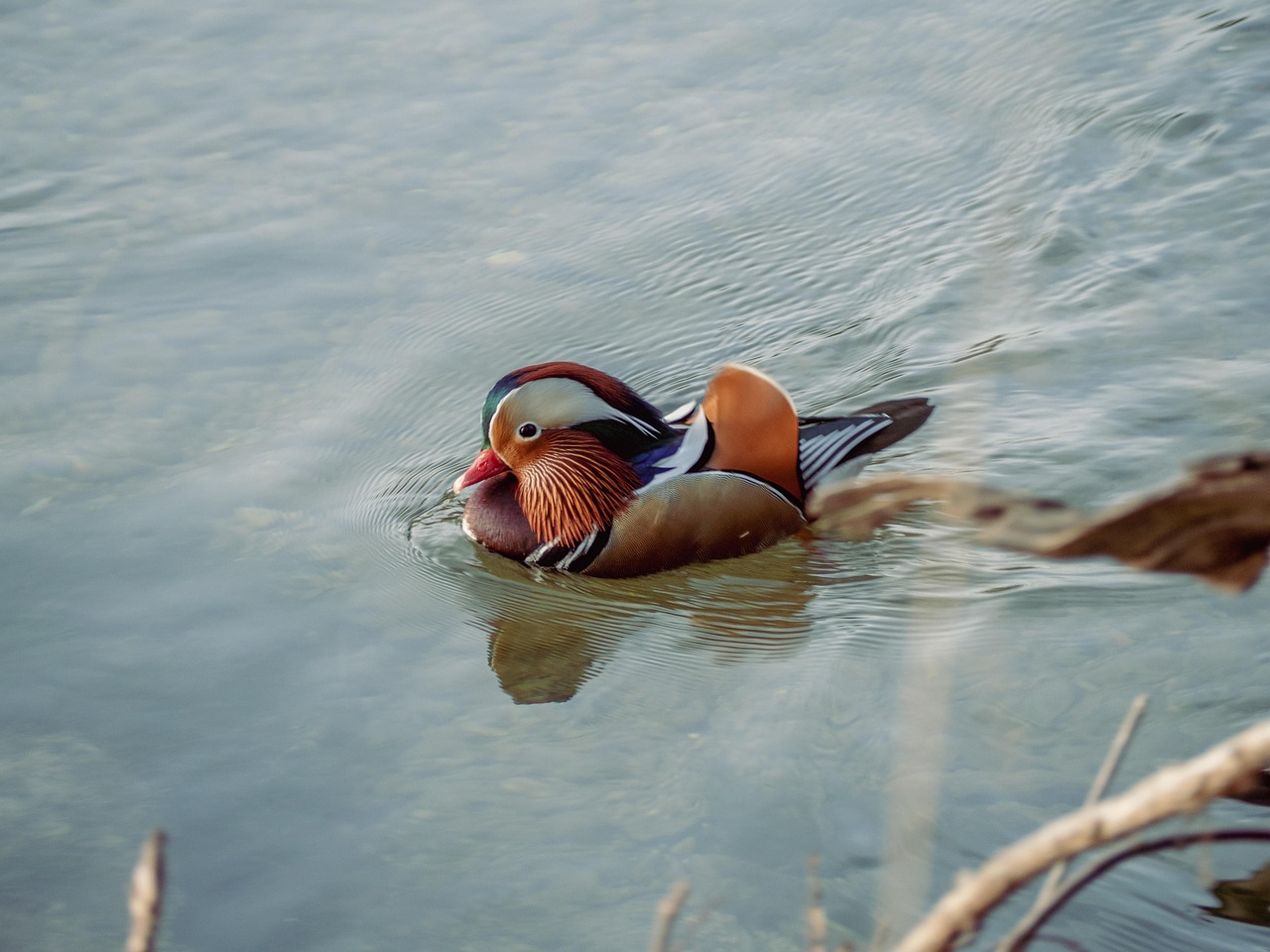 Mandarin Ducks Water Bird Duck - Free photo on Pixabay - Pixabay