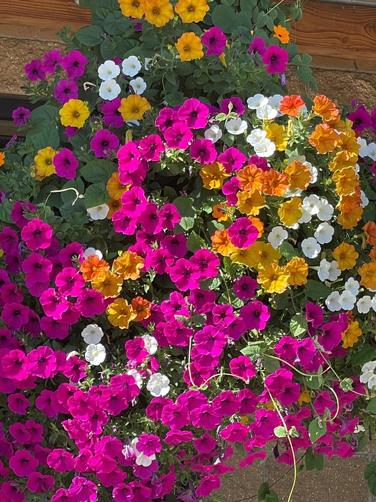 Colorful Flowers Petunias - Free photo on Pixabay - Pixabay