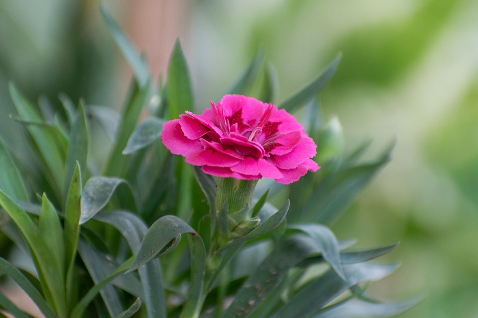 Fiore Rosa Di Garofano - Foto gratis su Pixabay