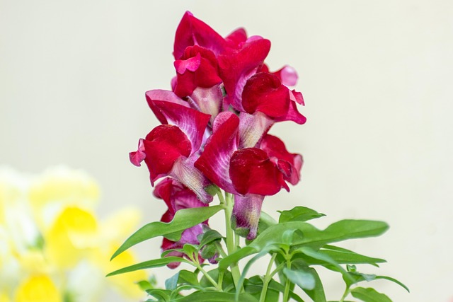 Flowers Antirrhinum Dragon Flower - Free photo on Pixabay