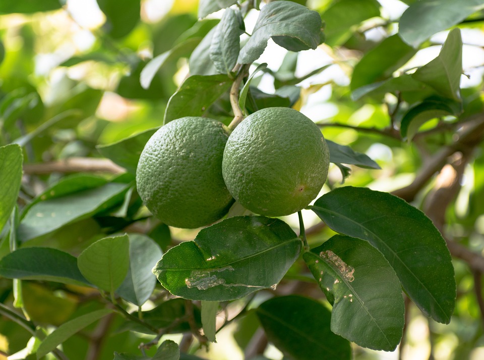 Lemon Lime Fruit - Free photo on Pixabay