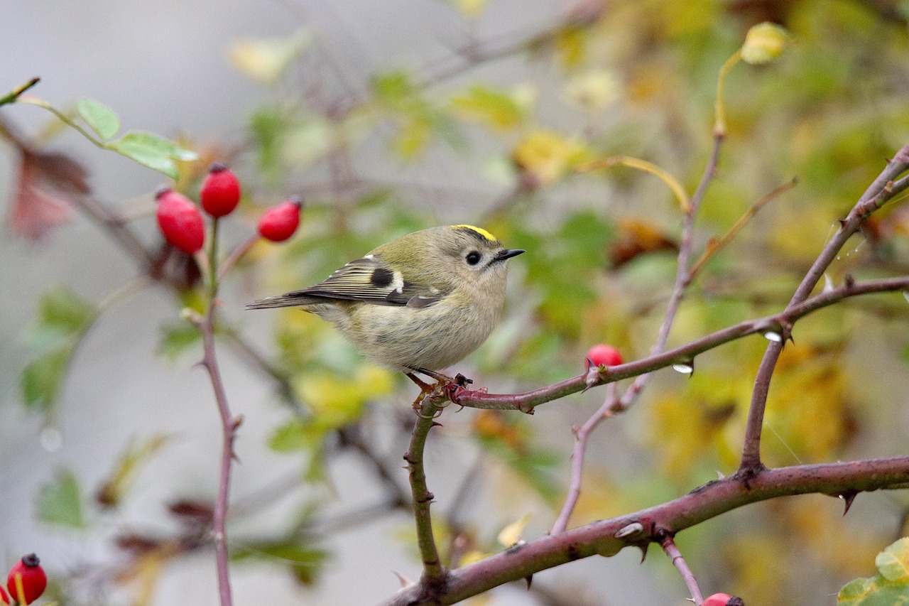 Bird Nature Animal - Free photo on Pixabay - Pixabay