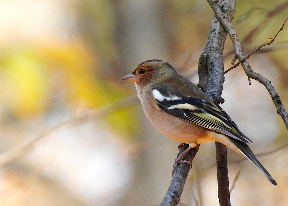 Common Chaffinch Fringilla Coelebs - Free photo on Pixabay