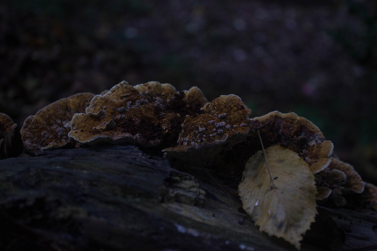 Champignon La Nature Arbre - Photo gratuite sur Pixabay - Pixabay